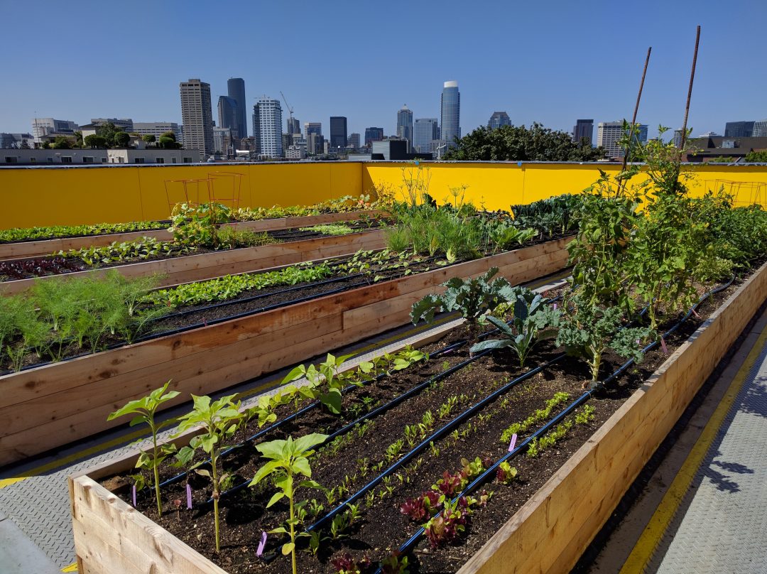 Rooftop Farm | Capitol Hill Urban Cohousing